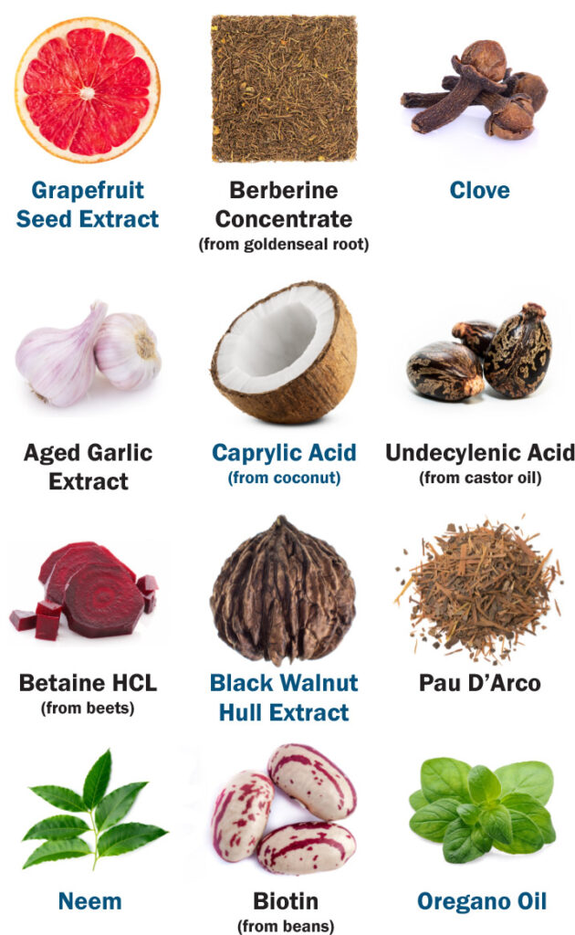 Download Your Free Candida Starter Kit | CanXida Guides